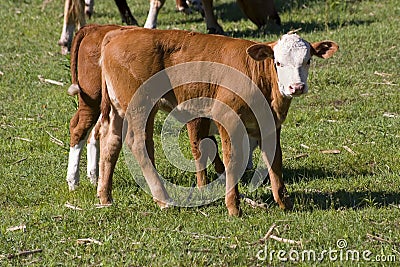 Calf Royalty Free Stock Photos - Image: 1516968