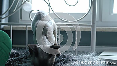 Calico Devon Rex Cat on the Bed Stock Video - Video of feline, portrait ...