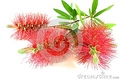 Callistemon Flowers Stock Images - Image: 19417494