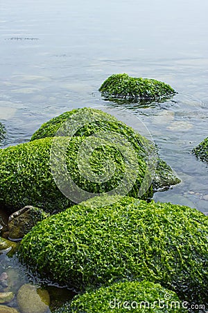 Calm Seascape With Algae Covered Rocks Royalty Free Stock Photography ...