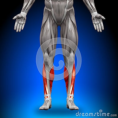 Calves - Anatomy Muscles Royalty-Free Stock Image | CartoonDealer.com ...