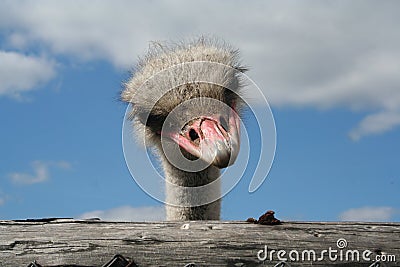 Camel-bird Stock Photography - Image: 2387572