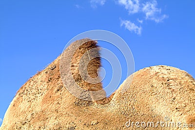 Camel Bumps Stock Photos - Image: 252783