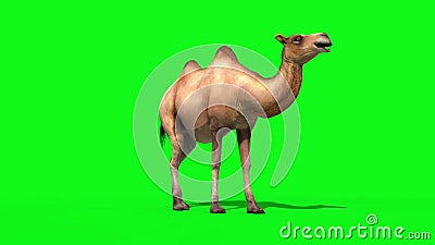 Camel Die Green Screen 3D Rendering Animation Animals Stock Video ...