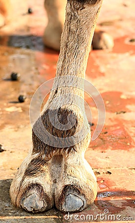 Camel Foot Stock Photo - Image: 21729050