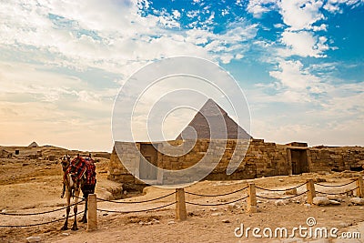 Camel Near Ruins Of Pyramid In Cairo, Egypt Royalty-Free Stock Photo ...