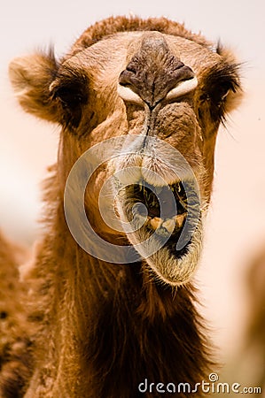 Camel Smile Stock Photography - Image: 10403762