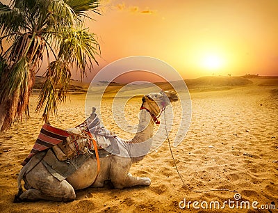 Camel Under Palm Royalty-Free Stock Photography | CartoonDealer.com ...