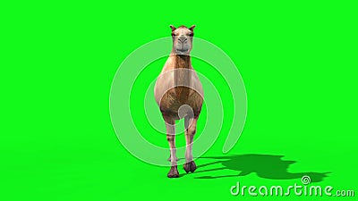 Camel Walkcycle Loop Front Green Screen 3D Rendering Animation Animals ...