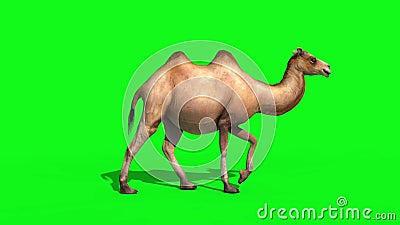 Camel Walkcycle Loop Green Screen 3D Rendering Animation Animals Stock ...