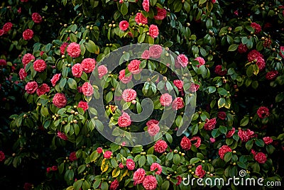 Camellia Tree Stock Images - Image: 22131814