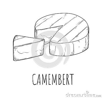 Camembert Cheese Dairy Product Sketch Drawing Vector Illustration ...