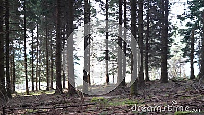 Camera Moving Forward through the Trees in a Lush Forest Stock Footage ...