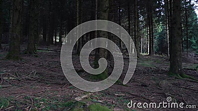 Camera Moving Forward through the Trees in a Lush Forest Stock Video ...