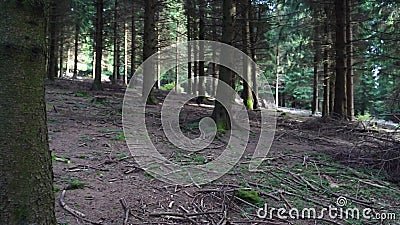 Camera Moving Forward through the Trees in a Lush Forest Stock Footage ...