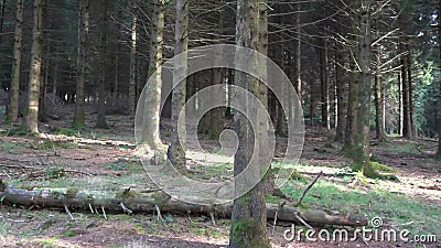 Camera Moving Forward through the Trees in a Lush Forest Stock Footage ...