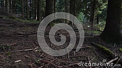 Camera Moving Forward through the Trees in a Lush Forest Stock Video ...