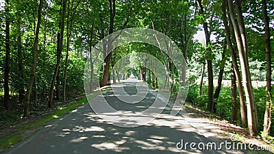 Camera Moving on Road through Forest with Sunlight Beams Stock Video ...