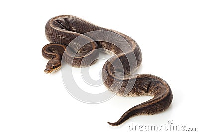 Camouflage Ball Python Royalty Free Stock Photos - Image: 11444218