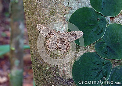 Camouflaged Moth On Tree Royalty-Free Stock Photography | CartoonDealer ...