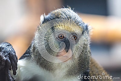The Campbell`s Mona Monkey Cercopithecus Campbelli. Royalty-Free Stock ...
