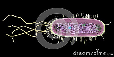 A Campylobacter Bacteria Stock Illustration | CartoonDealer.com #134033422