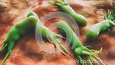 Campylobacter Jejuni Bacteria - Scanning Electron Microscope -closeup ...