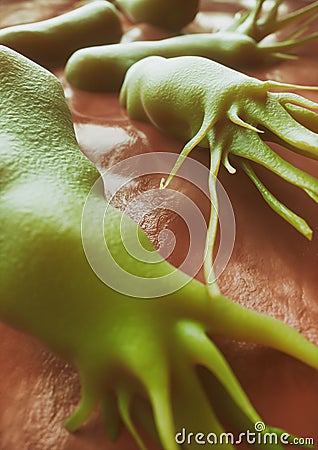 Campylobacter Jejuni Bacteria - Scanning Electron Microscope -closeup ...