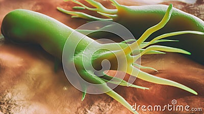 Campylobacter Jejuni Bacteria - Scanning Electron Microscope -closeup ...