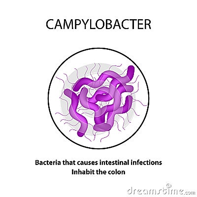 Campylobacter. Pathogenic Flora. The Bacterium Causes Intestinal ...