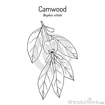 Camwood Baphia Nitida , Medicinal Plant Cartoon Vector | CartoonDealer ...