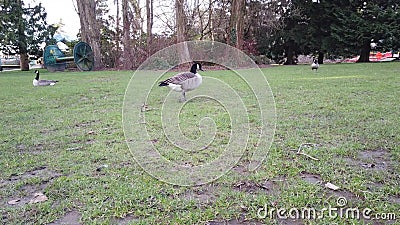 A Canadian Geese Running Away Stock Footage - Video of wildlife ...