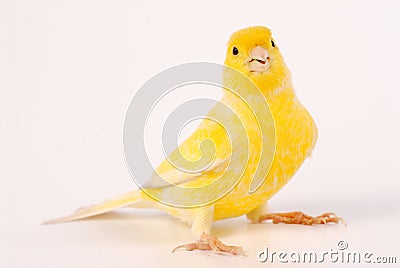 Canary Stock Image - Image: 7292001