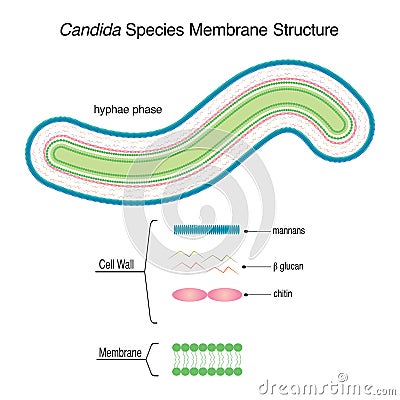 Candida Species Membrane Structure Vector Illustration | CartoonDealer ...