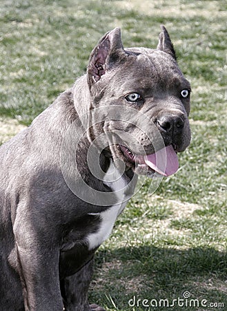 Cane Corso Mastiff Puppy Smiling Stock Image - Image: 26968301