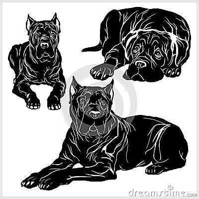 Cane Corso - Vector Set Isolated Illustration On White Background ...