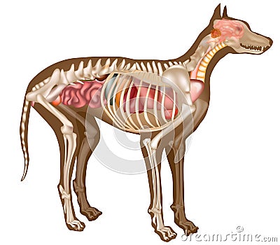 Canine Internal Anatomy Chart. Anatomy Of Dog With Inside Organ ...