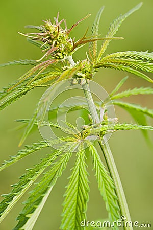 Cannabis Ruderalis Royalty Free Stock Images - Image: 21372179