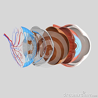 Capas Del Ojo Stock de ilustración - Imagen: 44728915