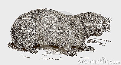 Cape Dune Mole-rat Bathyergus Suillus In Side View, Showing Its Teeth ...