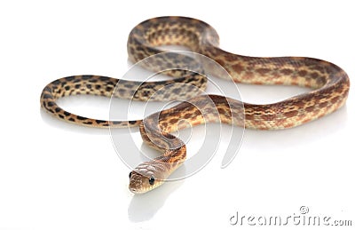 Cape Gopher Snake Stock Photography | CartoonDealer.com #7960010