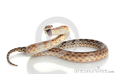 Cape Gopher Snake Royalty Free Stock Image - Image: 7960016