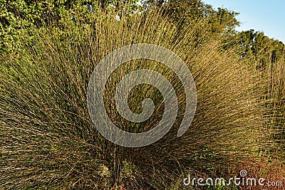 A Cape Rush Bush Is Part Of The Fynbos Biome Royalty-Free Stock ...
