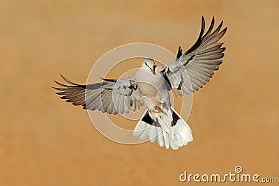 Cape Turtle Dove In Flight Royalty Free Stock Image - Image: 28706566
