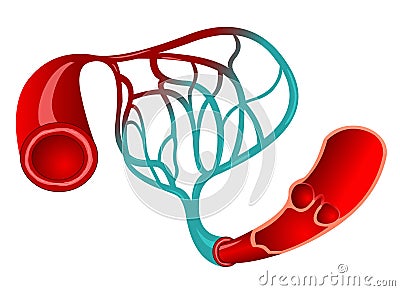 Capillary Royalty-Free Stock Image | CartoonDealer.com #23165500