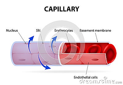 Capillary. Blood Vessel. Labelled Stock Vector - Image: 47634113