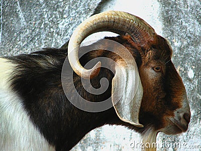 1,287 Goat Head Shot Photos - Free & Royalty-Free Stock Photos from ...