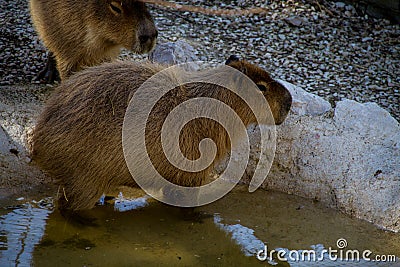 Capybara In A Pool Stock Image | CartoonDealer.com #90073801