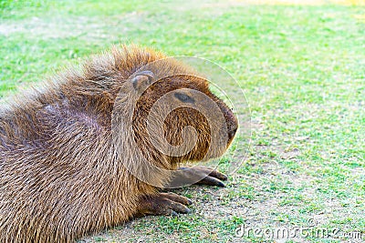 Capybara Is Relaxing In The Grass Royalty-Free Stock Photography ...