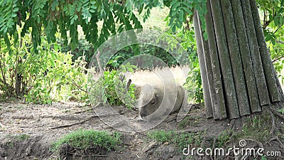 Capybara Sleeping Under Tree in Hot Summer Day Stock Footage - Video of ...